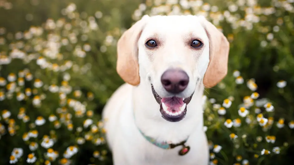 Inscript - মাথা ছাড়াই দিব্যি বসে আছে সুস্থ সবল কুকুর! হতভম্ব সোশ্যাল মিডিয়া, সত্যিই এটা সম্ভব?